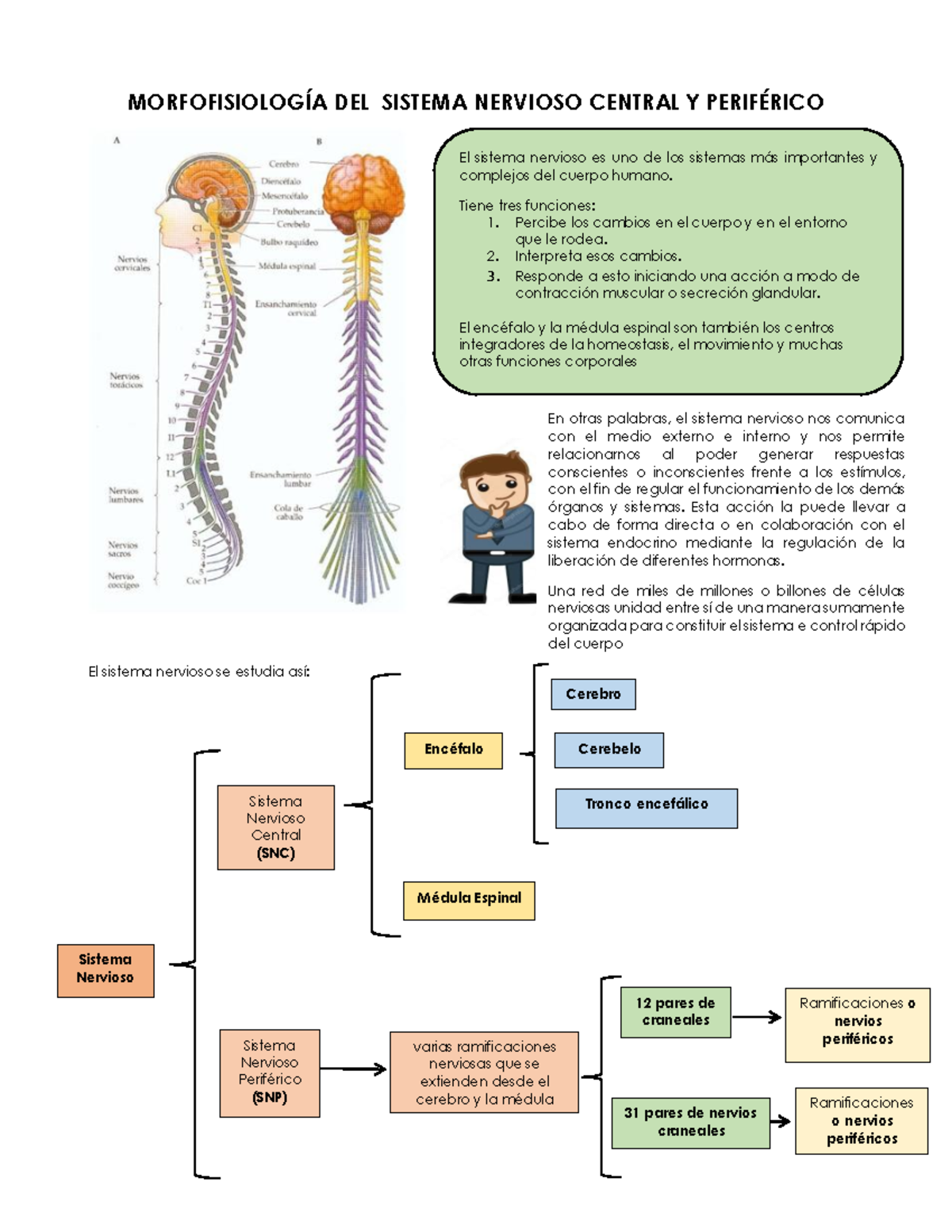 Morfofisiología Sistema Nervioso Central Y Periférico - MORFOFISIOLOGÍA DEL SISTEMA NERVIOSO ...