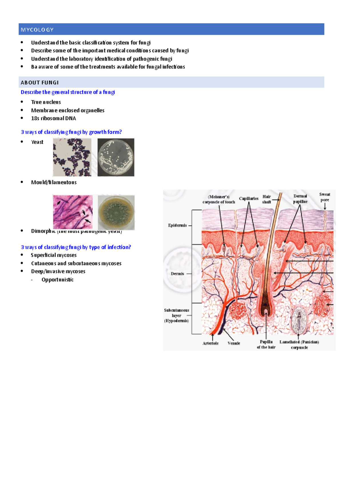 Mycology - Notes - MYCOLOGY Understand the basic classification system ...