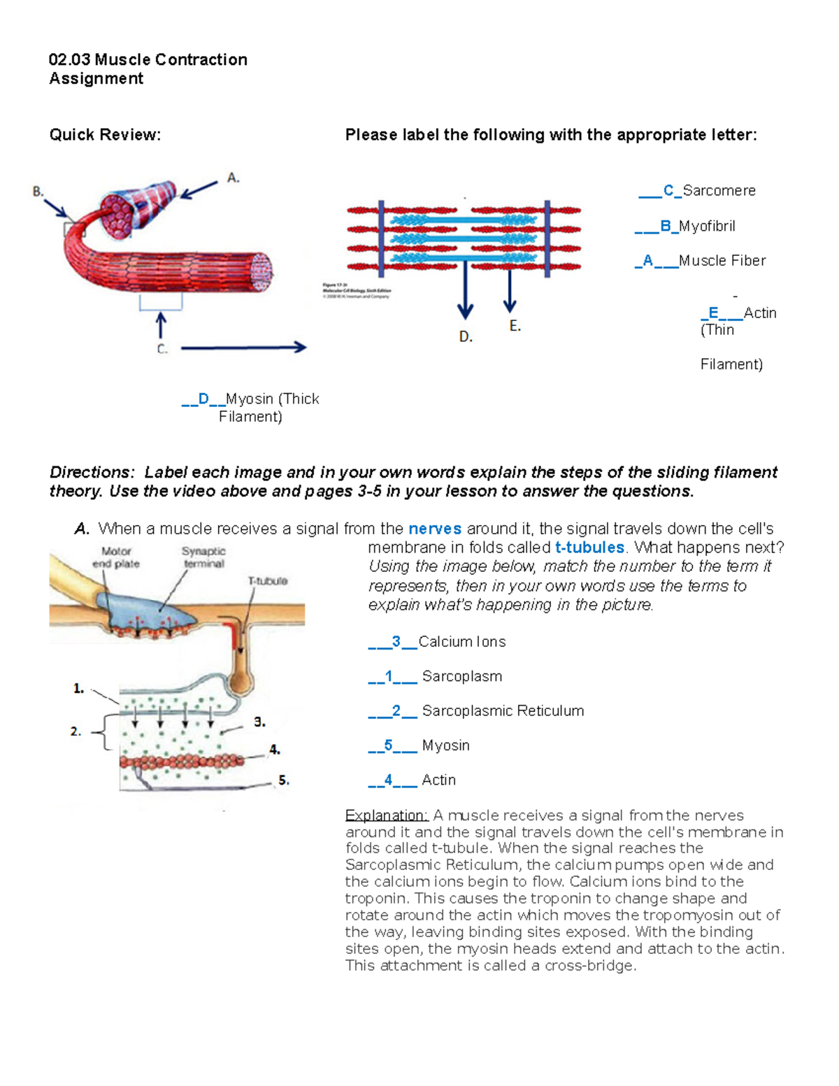 03Muscle Contraction - Lecture notes 5 - 02 Muscle Contraction ...