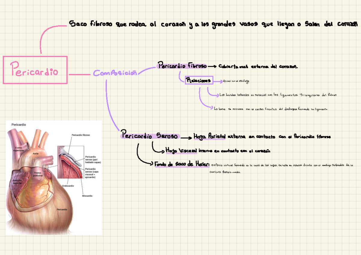 Pericardio Anatomia - Saco fibroso que rodea al corazón y a los grandes ...