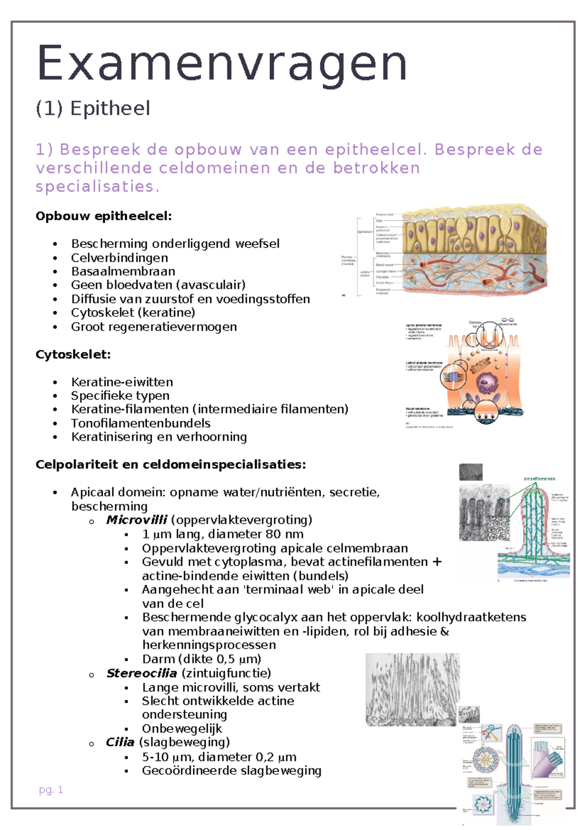 Examenvragen antwoorden (met afbeeldingen) - Examenvragen (1) Epitheel ...
