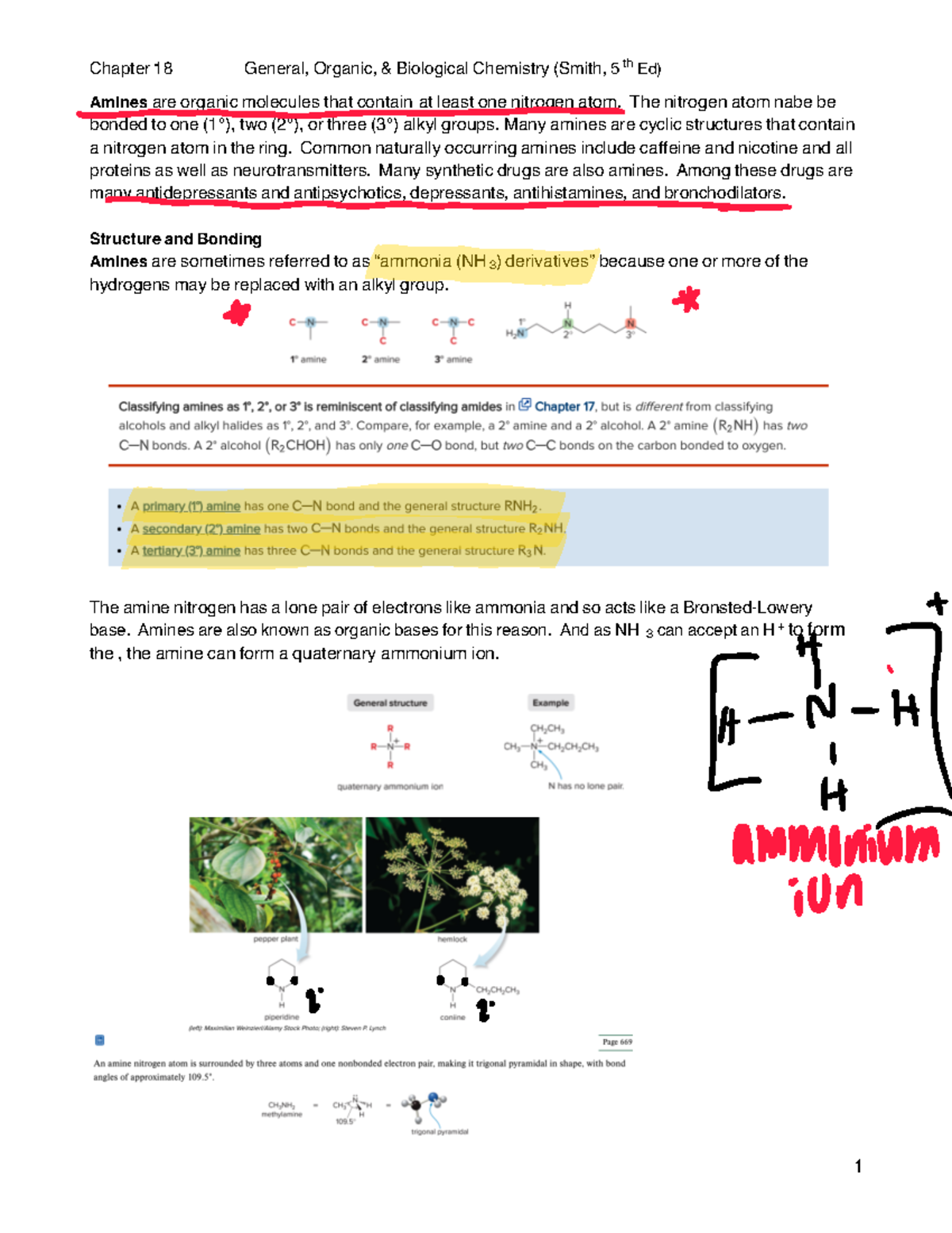 Smith notes Chapter 18 - Amines are organic molecules that contain at ...