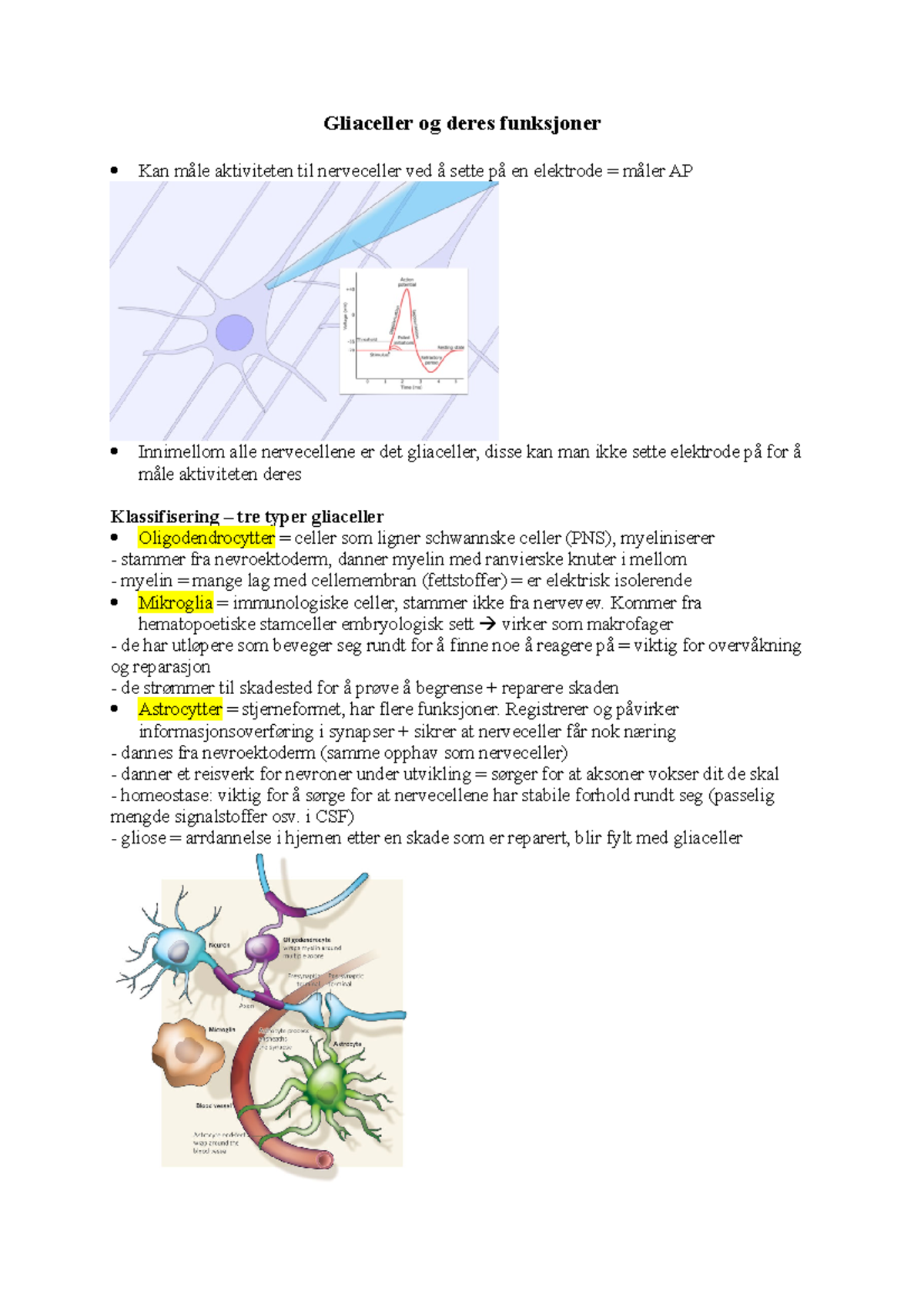 Gliaceller og deres funksjoner - Kommer fra hematopoetiske stamceller ...