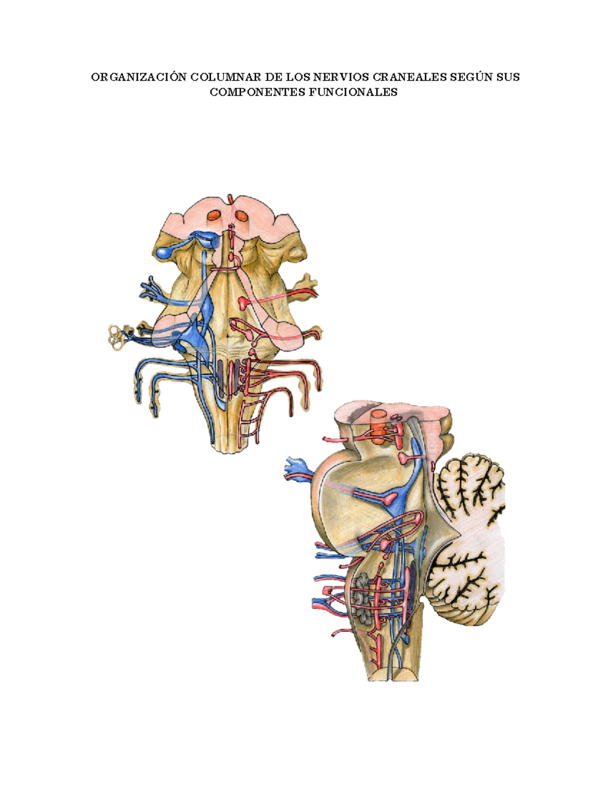 Pares Craneales IV Organizacion columnar de los núcleos de los nervios ...