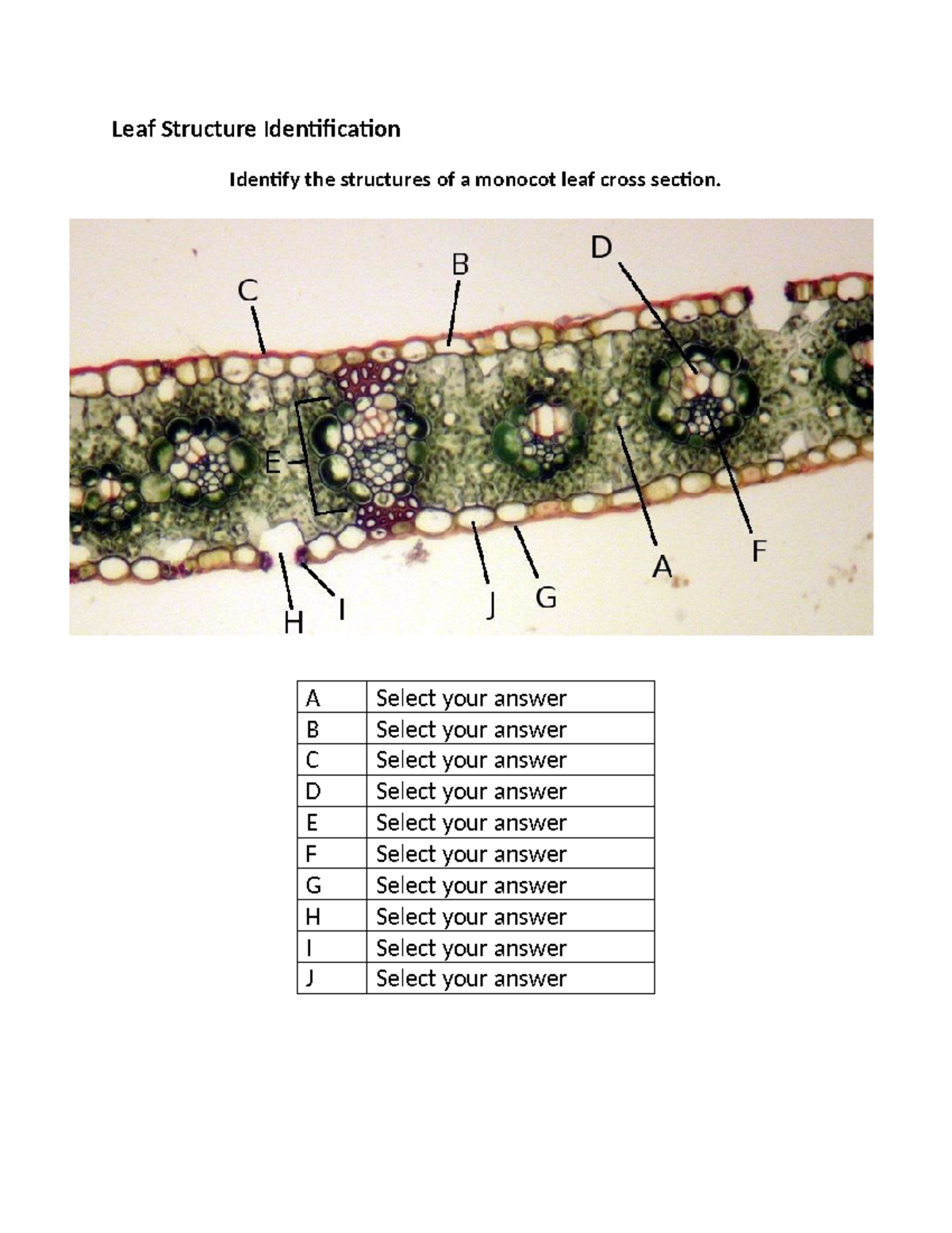 Leaf Structure Identification Activity answer key - Leaf Structure ...