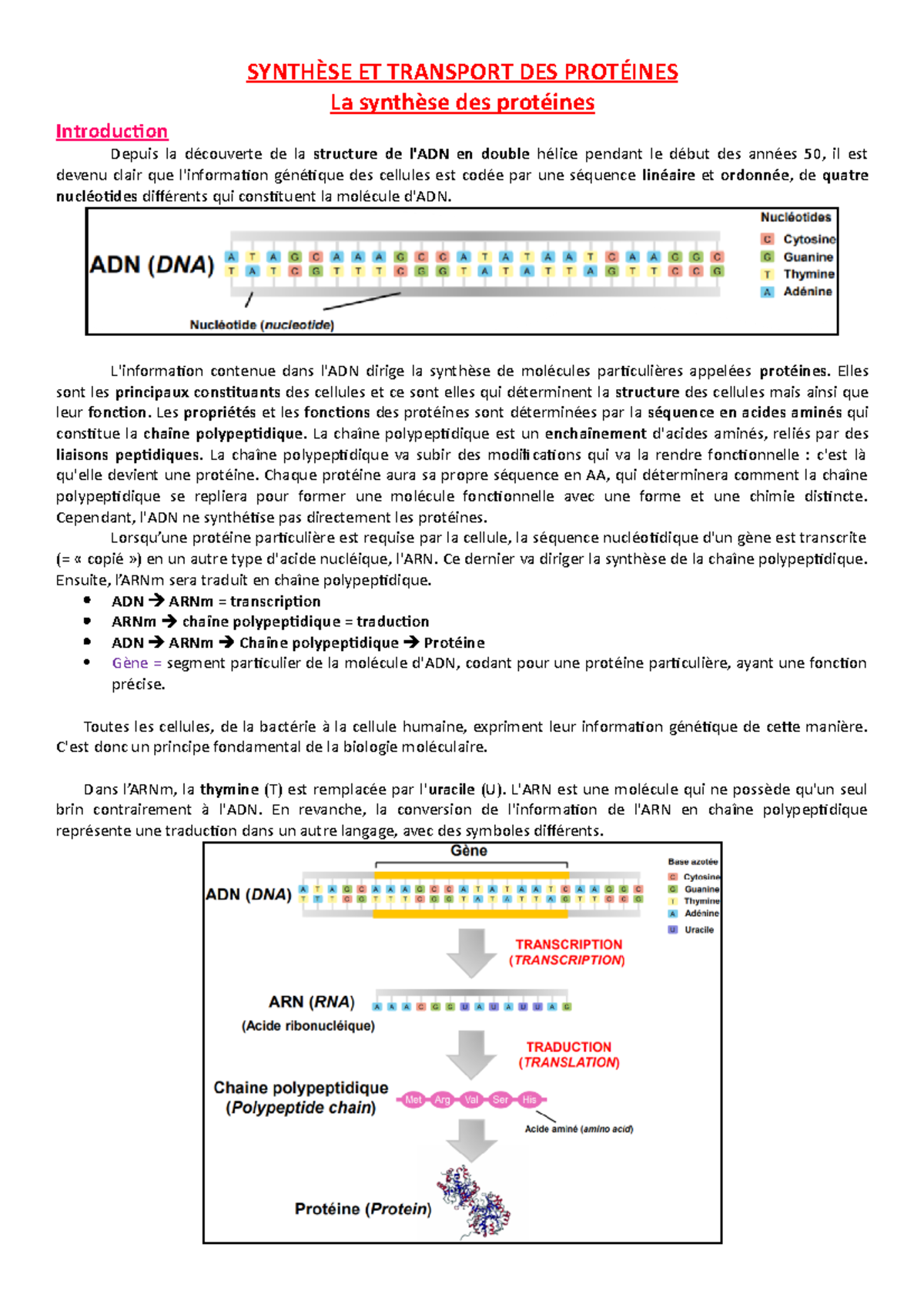 Cours synthese et transport des protéines - SYNTHÈSE ET TRANSPORT DES ...