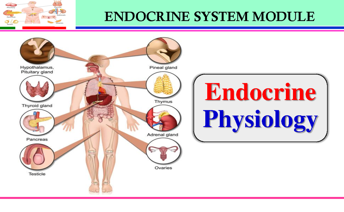 Endocrine Physio - Pysiology - ENDOCRINE SYSTEM MODULE Endocrine Physiology Discussion points ...