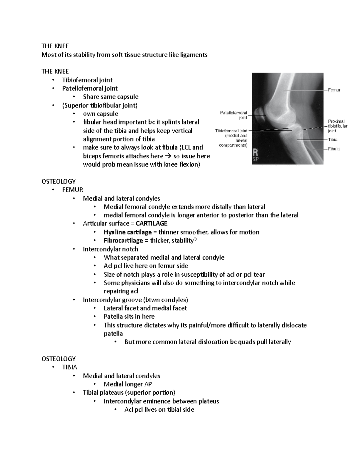 THE KNEE - Notes for exam review. - THE KNEE Most of its stability from ...