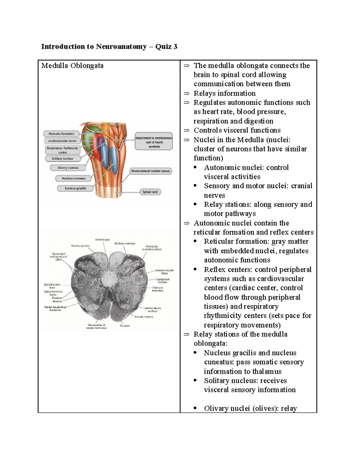 Neuroanatomy Notes - Introduction to Neuroanatomy – Quiz 3 Medulla ...