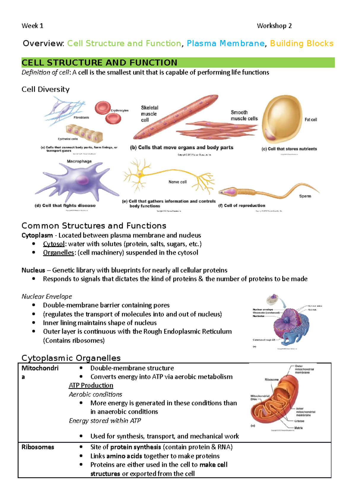 Workshop 2 notes - Overview: Cell Structure and Function, Plasma ...