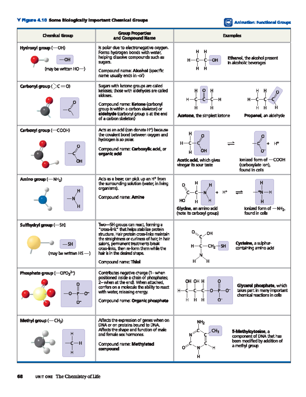 Functional groups - BIO 1010 - Studocu