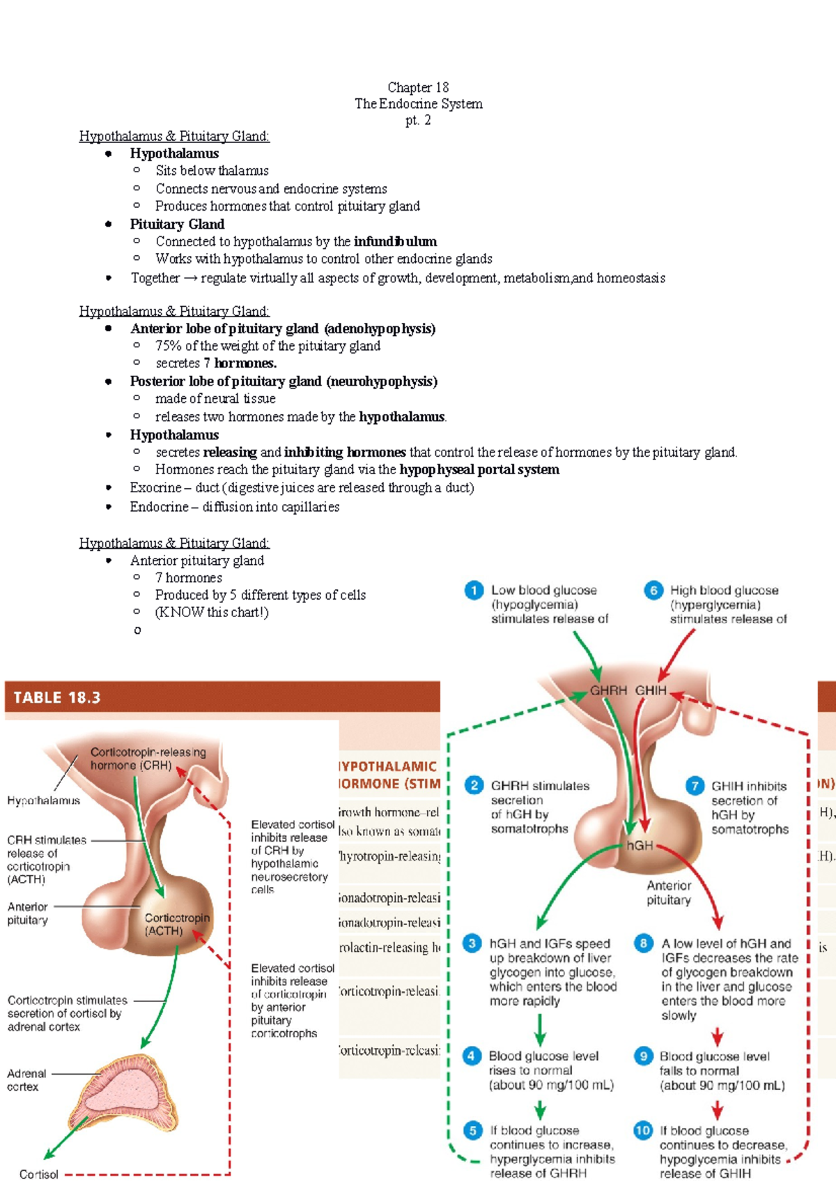 Ch 18 pt2 notes - Chapter 18 The Endocrine System pt. 2 Hypothalamus ...