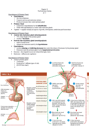 Ch 2 anatomy lecture notes - Google Docs - Anatomy Lecture Notes Dr. S ...
