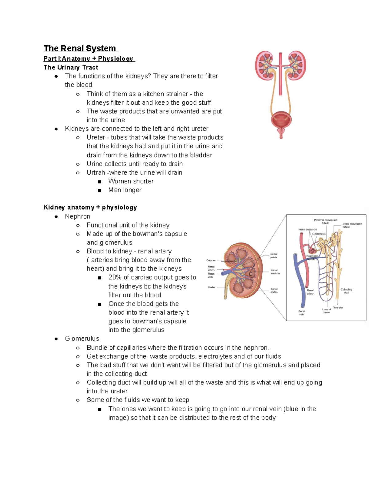 The Renal System - The Renal System Part I:Anatomy + Physiology The ...