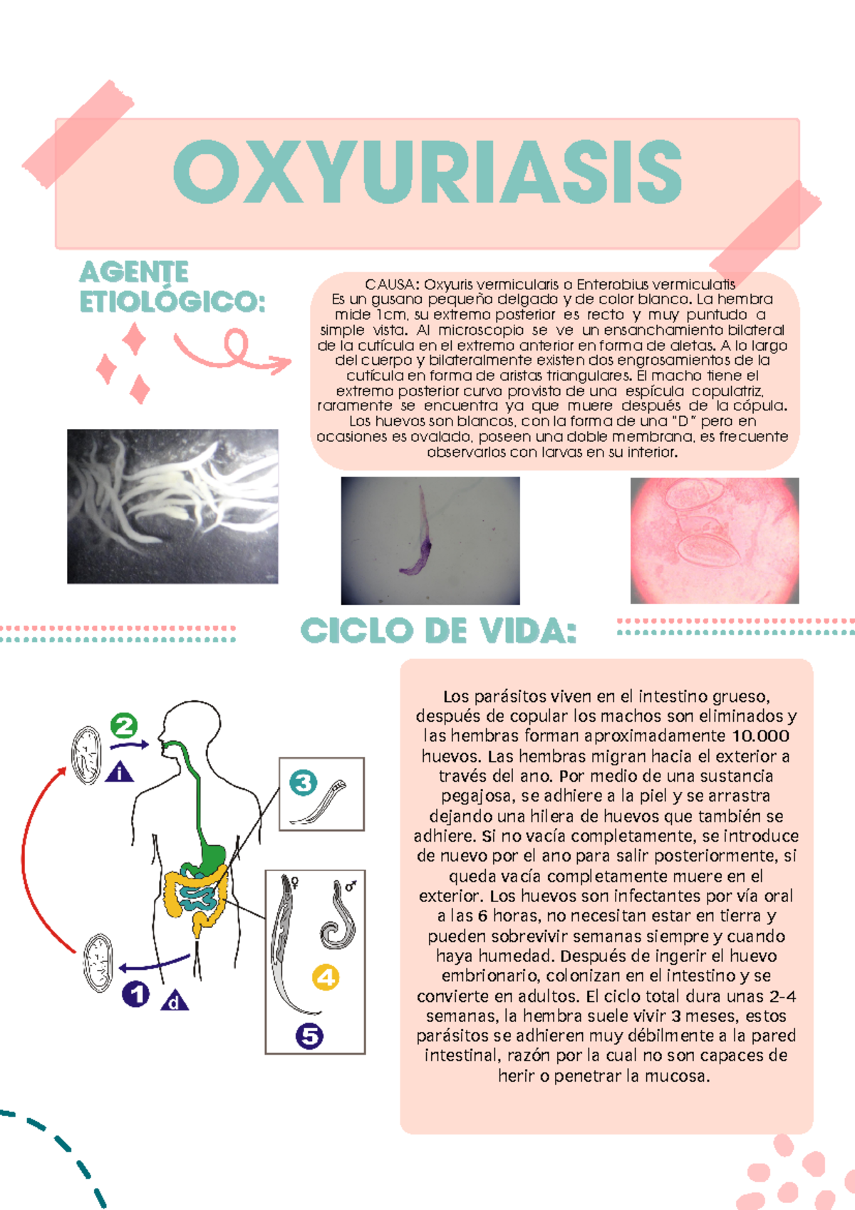 Parasitologia Oxyuriasis - ####### TR CICLO DE VIDA: CICLO DE VIDA ...