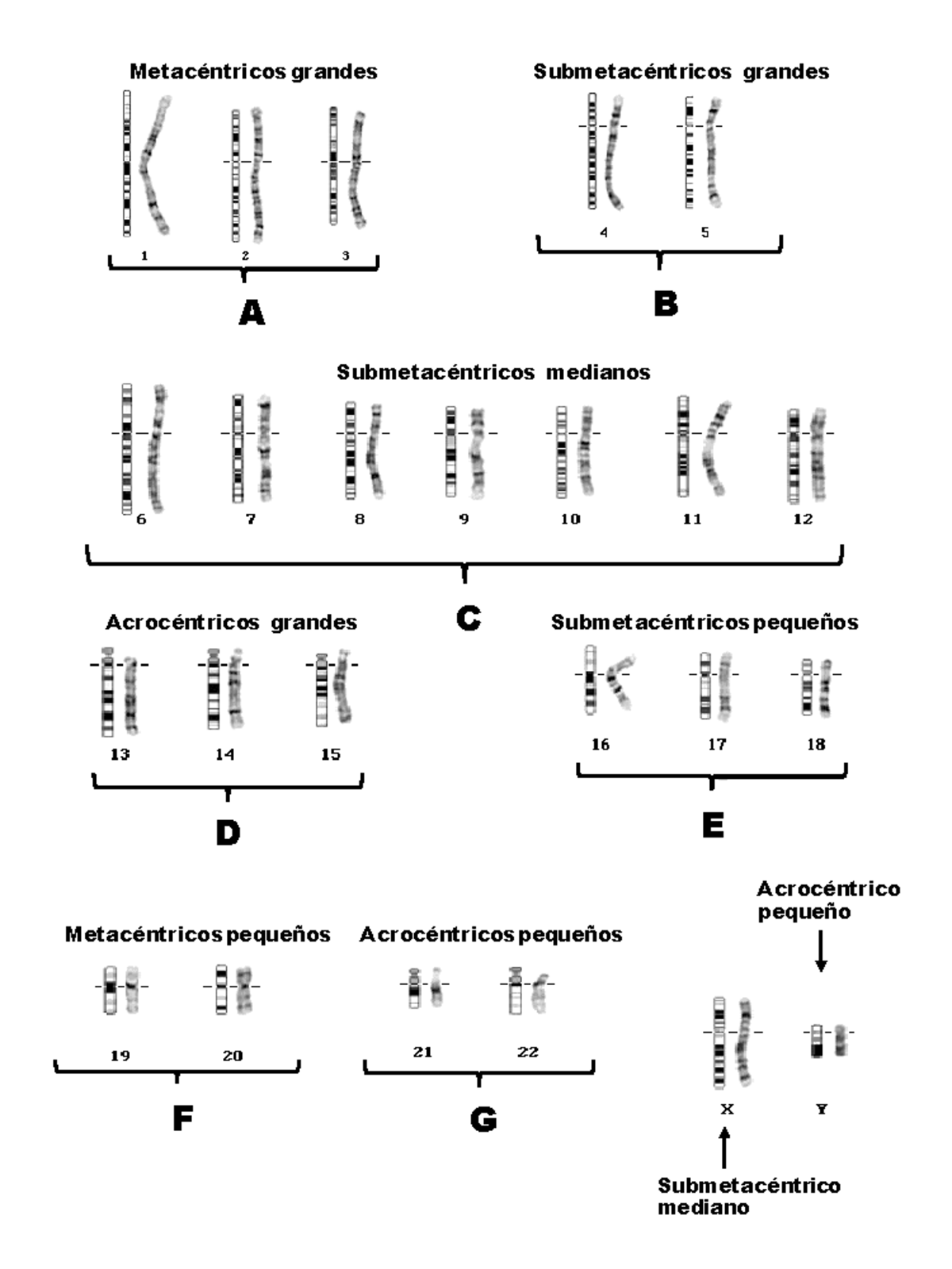 Tablas de genética para estudiantes de medicina. - grandes grandes B A ...