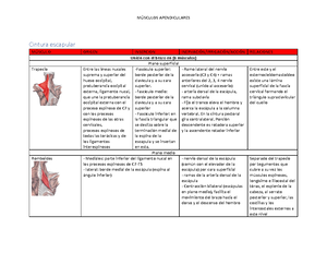 Músculos-axiales - apuntes generales - Generalidades musculares "Los ...
