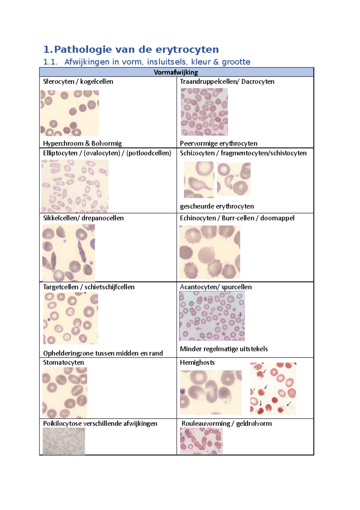 Labcluster klinische schema les 1-3 - 1 van de erytrocyten 1 ...