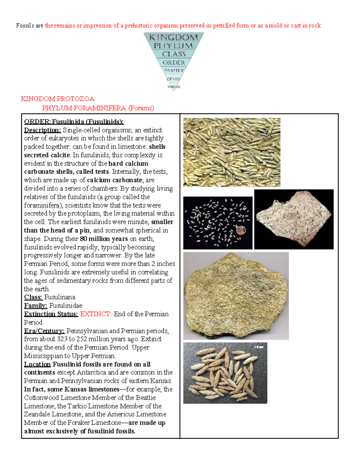 Fossils Science Olymapid Document Kingdom Protozoa + Animalia - Fossils ...