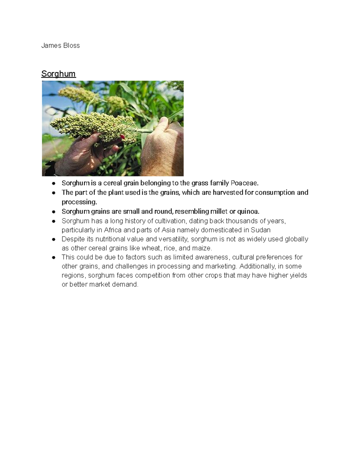 Sorghum forgotten crop - James Bloss Sorghum Sorghum is a cereal grain ...