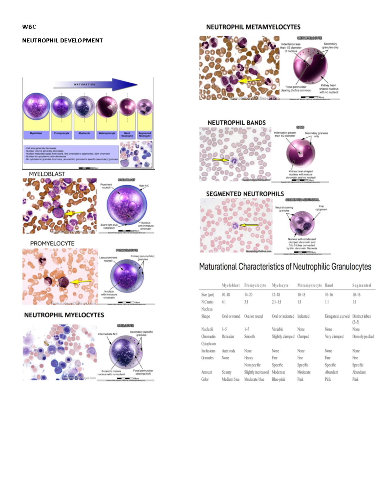 WBC - Summary Rodak's Hematology - Bachelor in Medical Laboratory ...