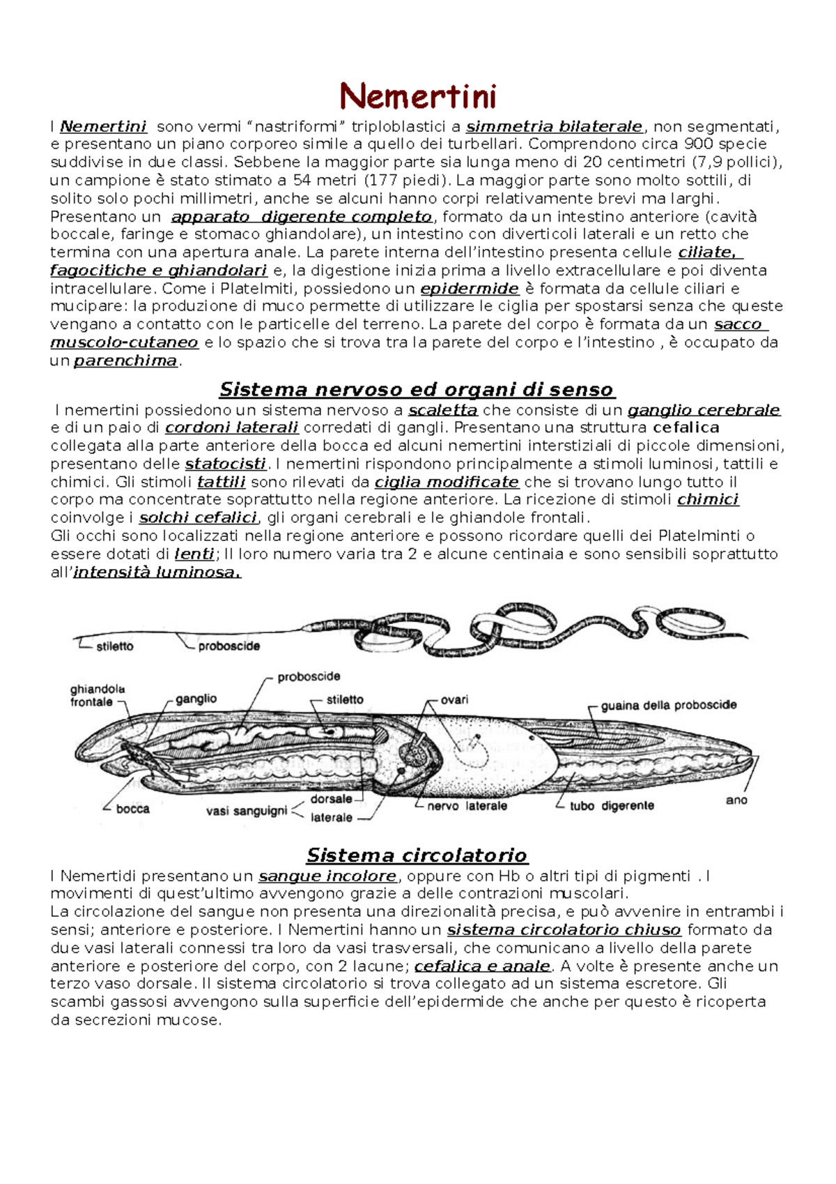 Nemertidi-descrizione completa - Nemertini I Nemertini sono vermi ...