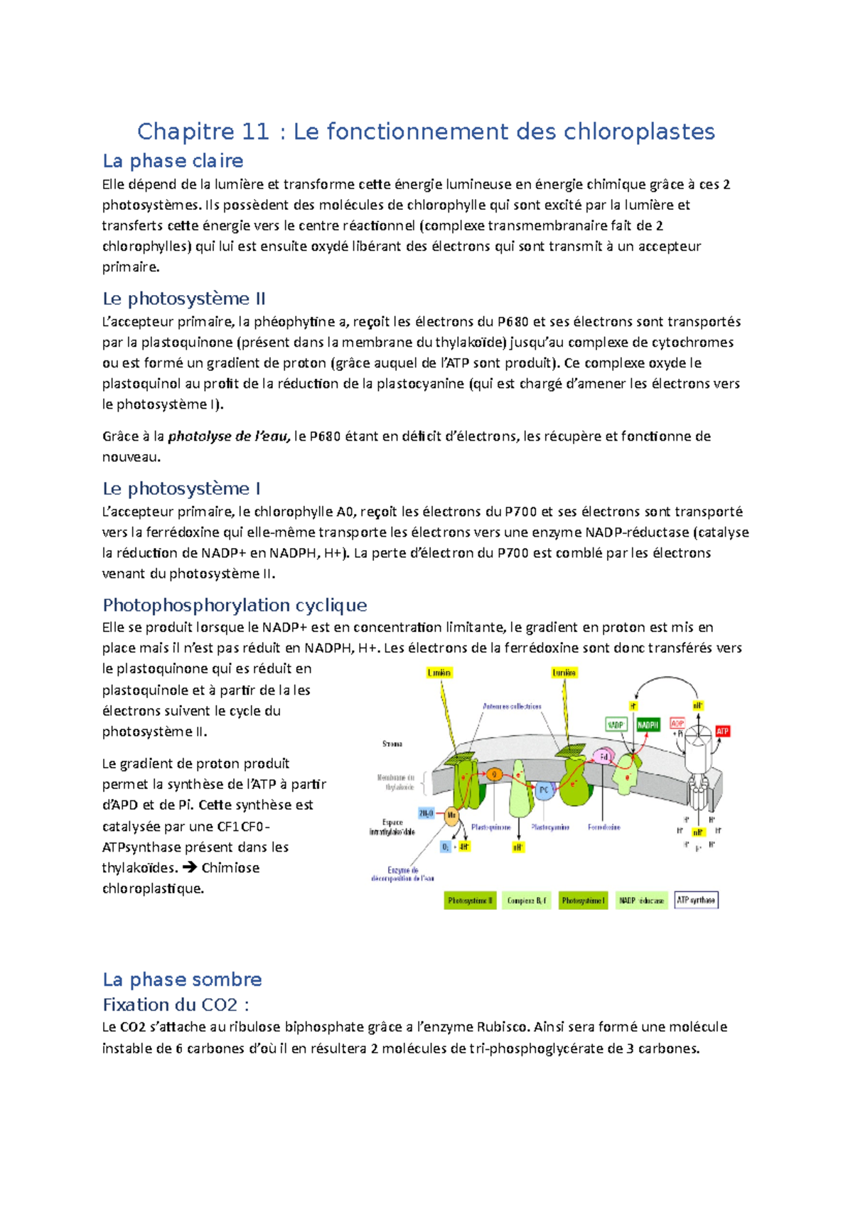 chapitre 11 bio - Chapitre 11 : Le fonctionnement des chloroplastes La ...