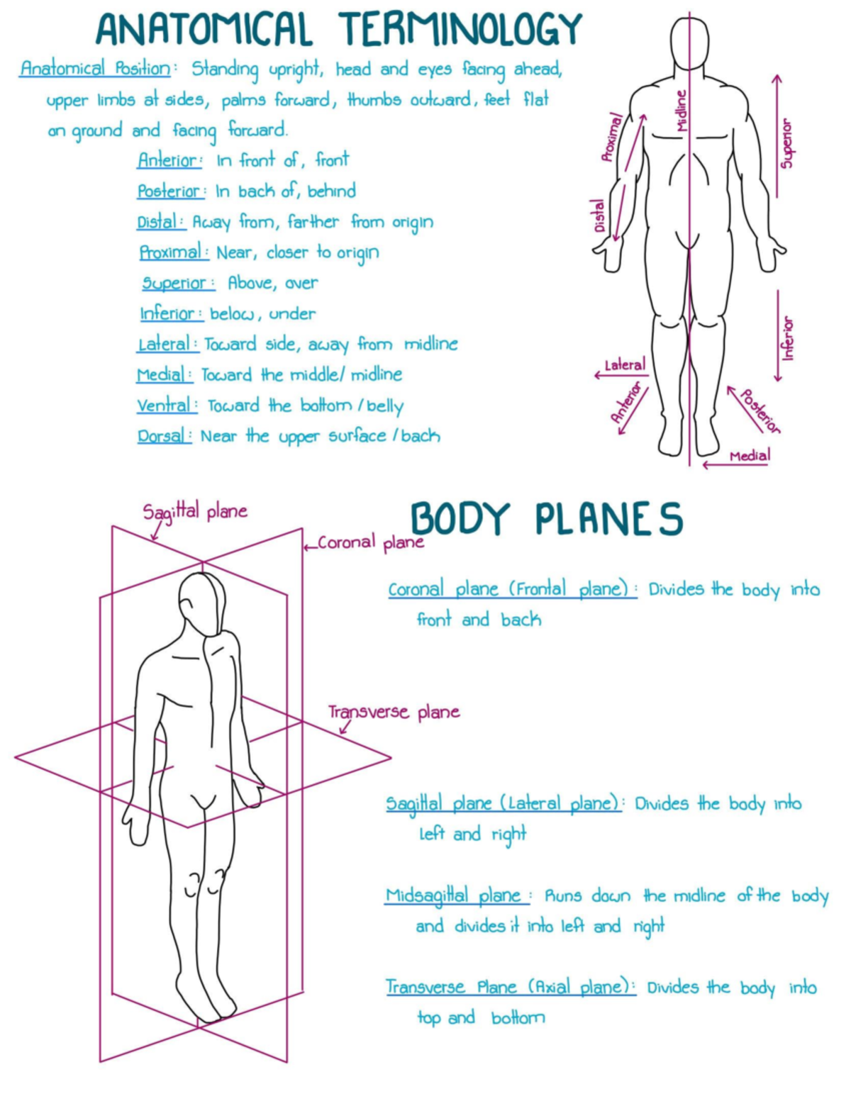 Atiteas 7Study Guide - ANATOMICAL TERMINOLOGY Anatomical Position ...