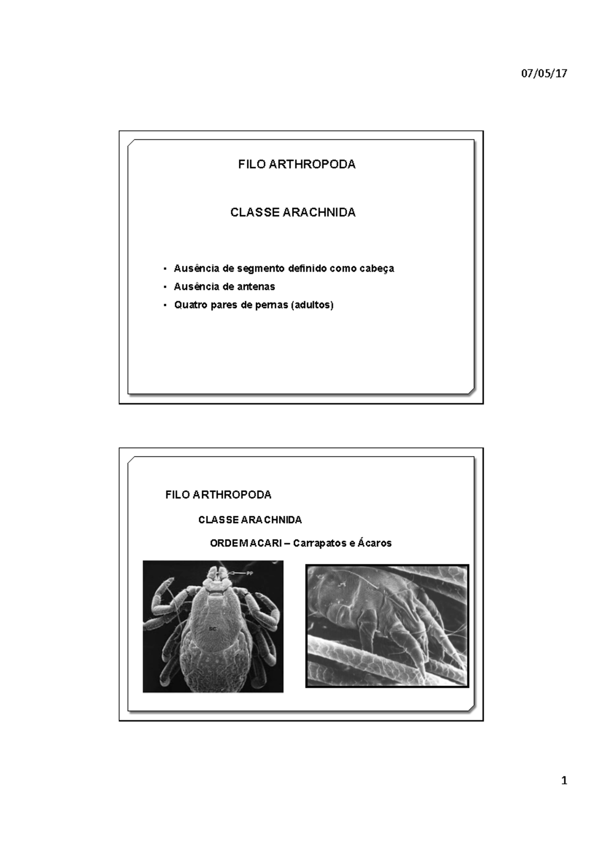 PDF Ixodidae Argasidae - FILO ARTHROPODA CLASSE ARACHNIDA Ausência de ...