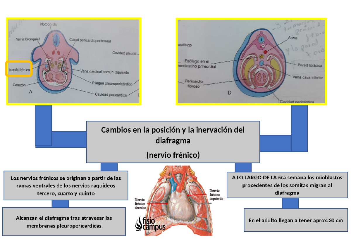 Nervio frenico - Embriología - Cambios en la posición y la inervación ...