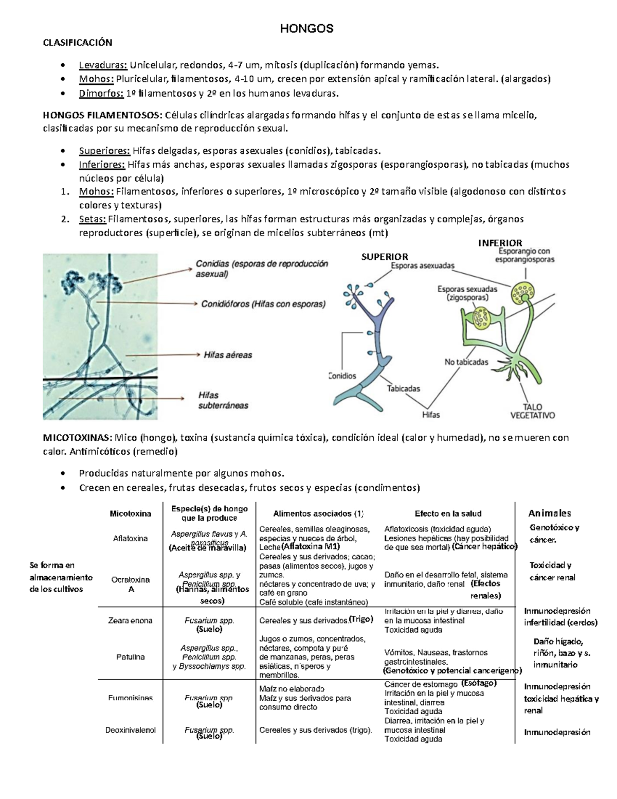Resumen Hongos - HONGOS CLASIFICACIÓN Levaduras: Unicelular, redondos ...