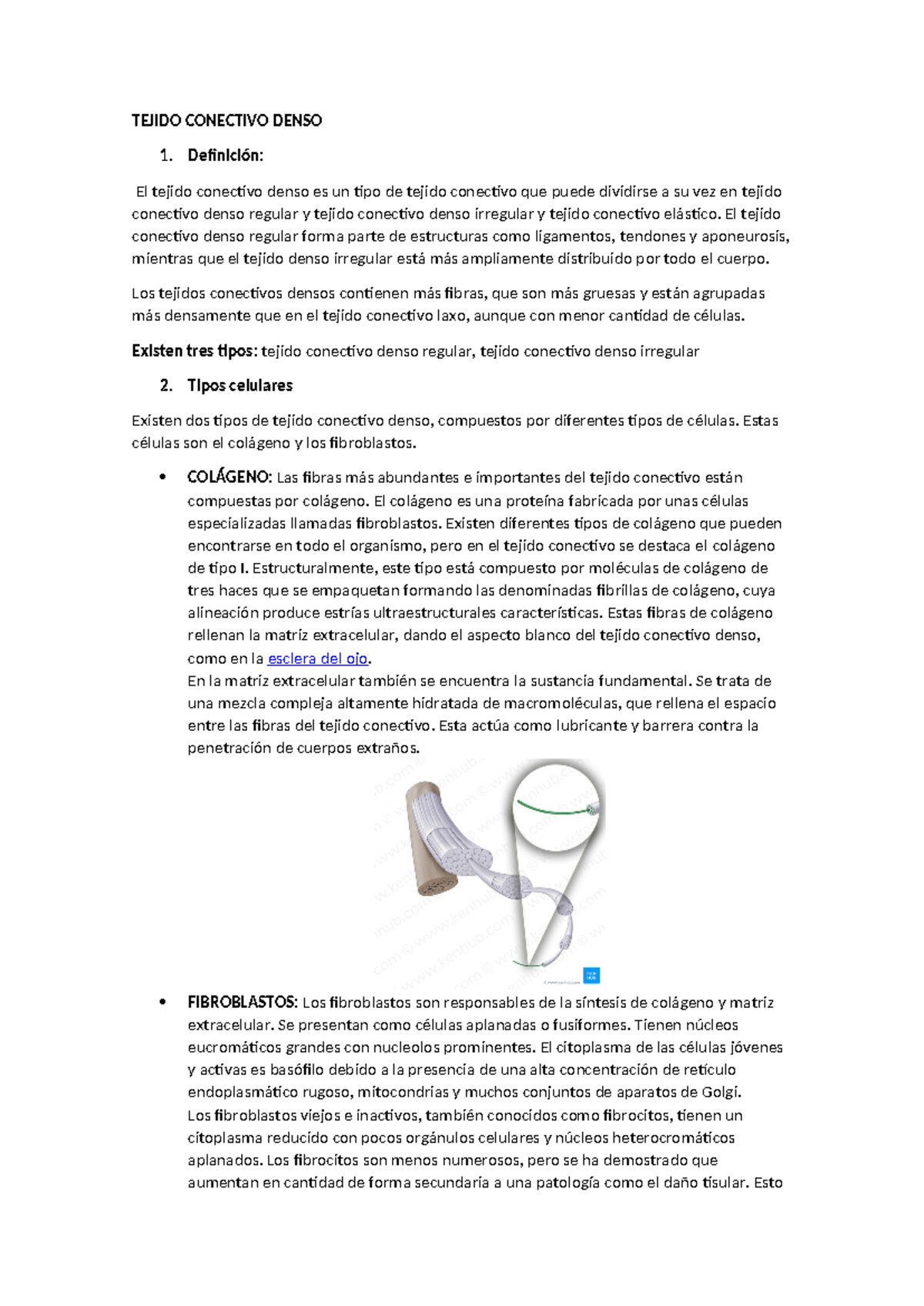 Tejido Conectivo Denso - TEJIDO CONECTIVO DENSO Definición: El tejido ...