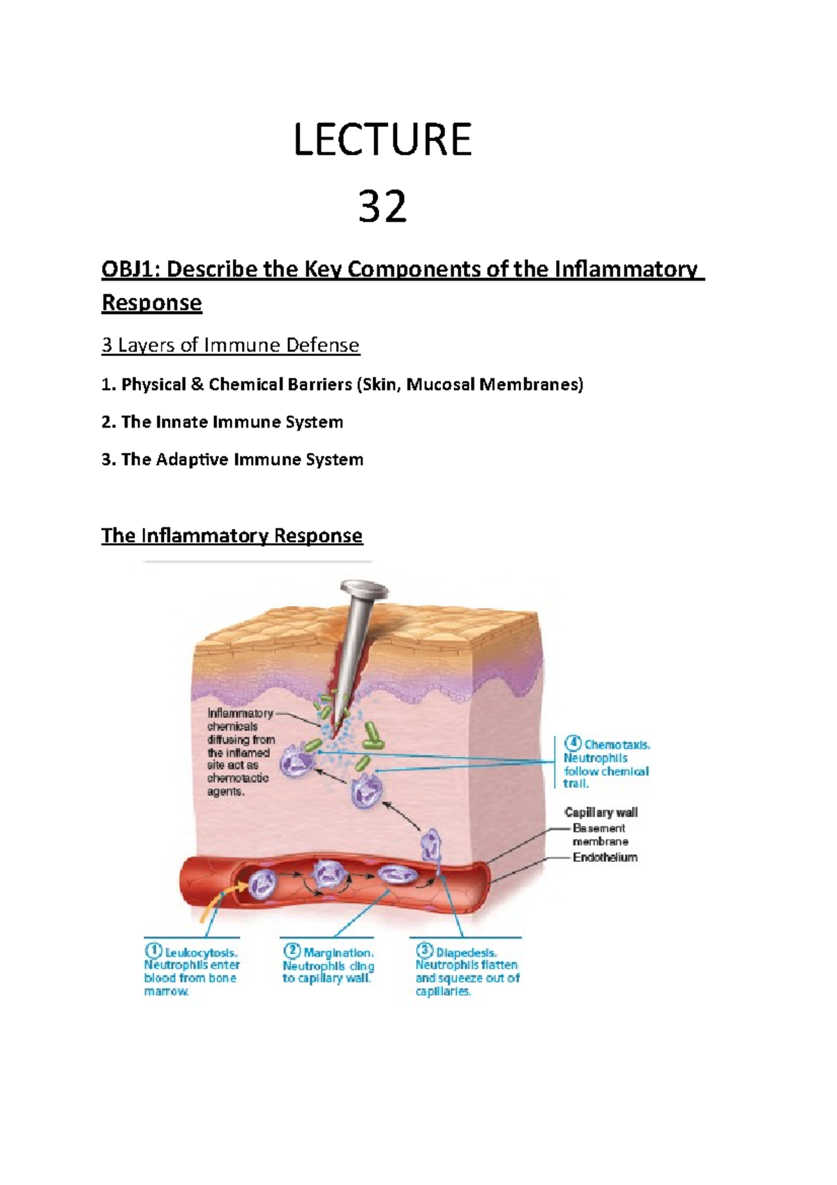 Innate Immunity II - LECTUR E 32 OBJ1: Describe the Key Components of ...