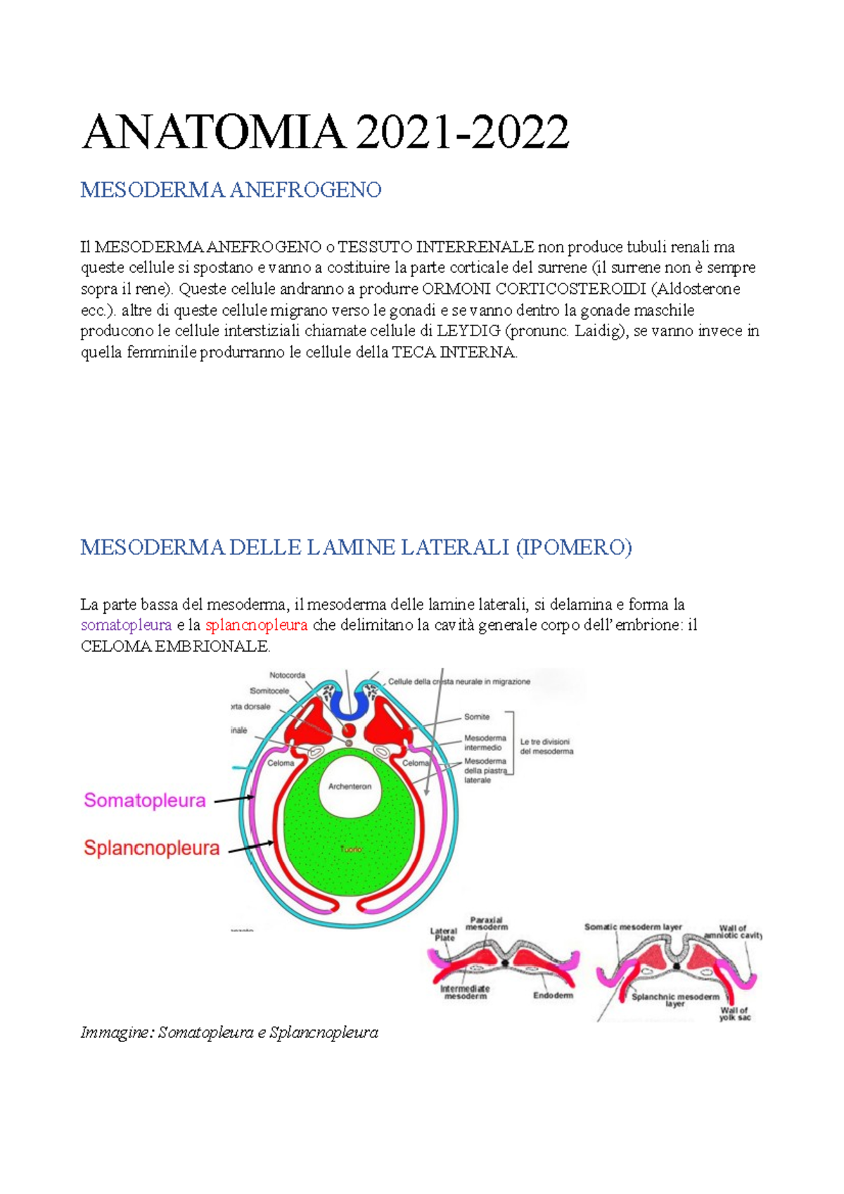 Anatomia comparata: Mesoderma anefrogeno e mesoderma delle lamine ...