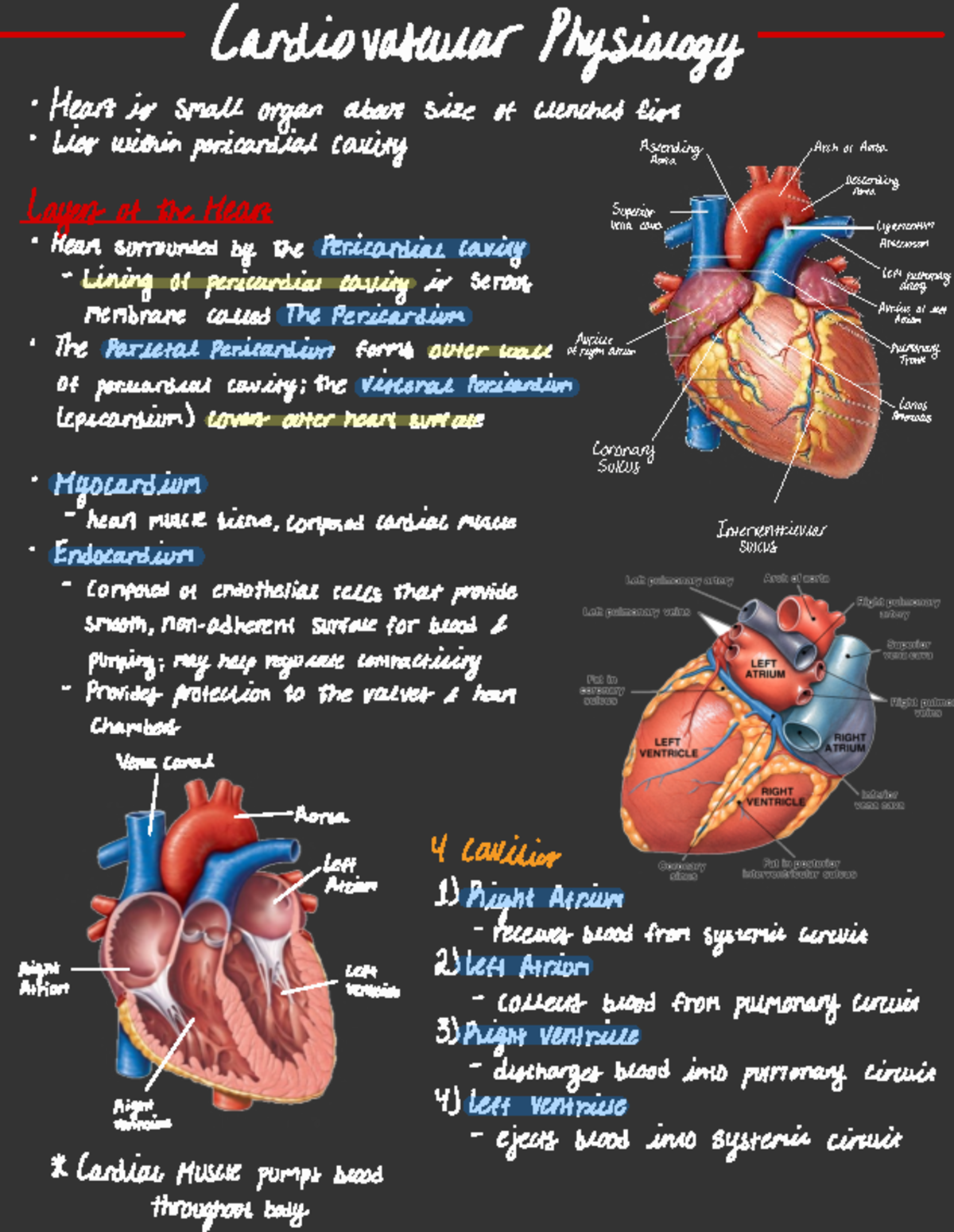 Cardiovascular Physiology - Warning: Error during font loading: XMLHttpRequest is not defined ...