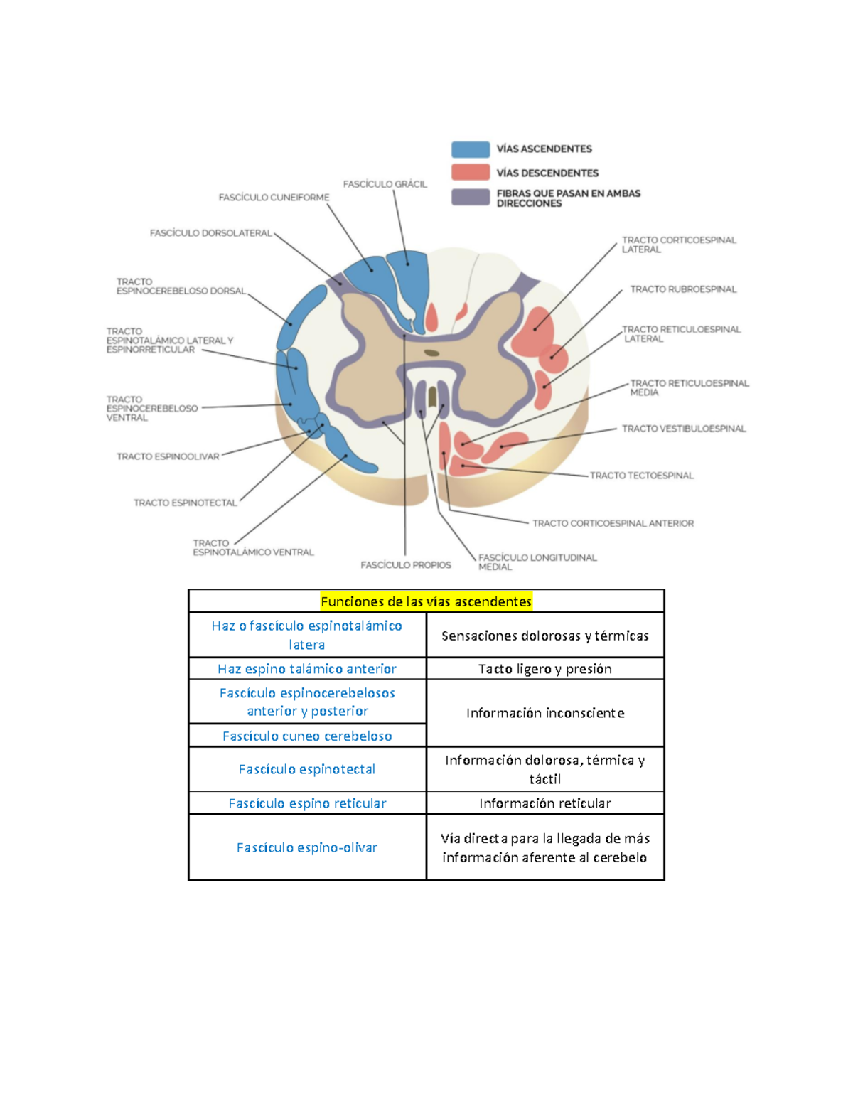 Funciones de las vías ascendentes - Tracto Rubroespinal neuronas en la ...