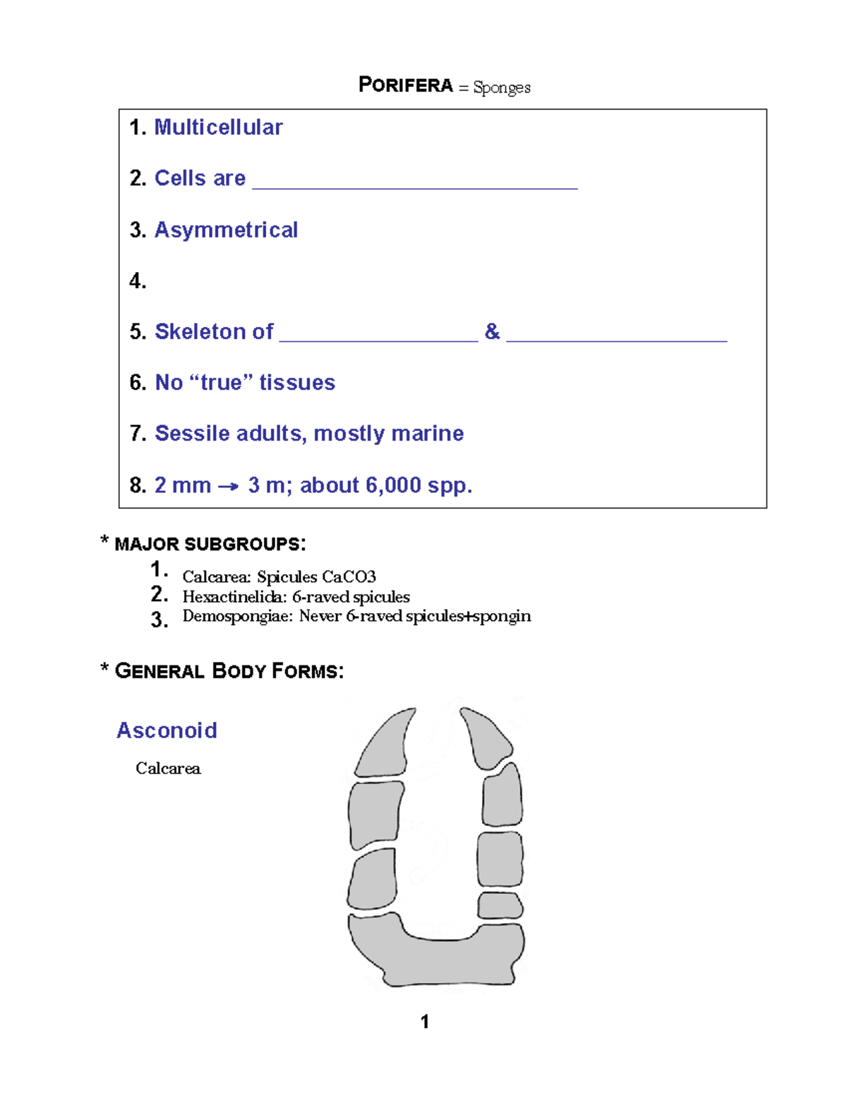 2Porifera - Porifera notes - * MAJOR SUBGROUPS: 1. 2. 3. * G ENERAL B ...