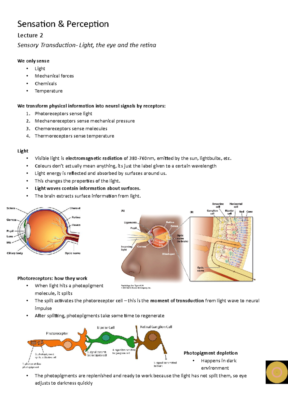 Sensation Notes - Lectures 2-6 - Sensation &amp; Perception Lecture 2 ...