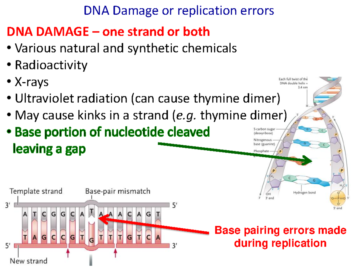 Lecture slides, lectures 12 - gene expression transcription 1 - DNA ...