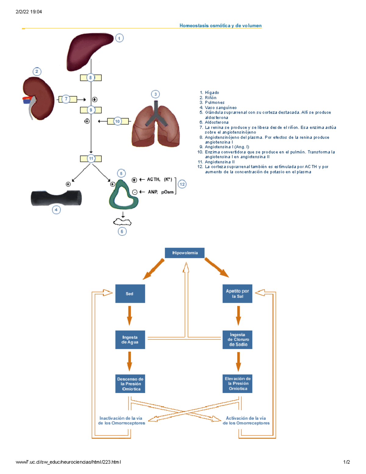 Estimulo para el control de la sed-medicina basica - 2/2/22 19: - Studocu