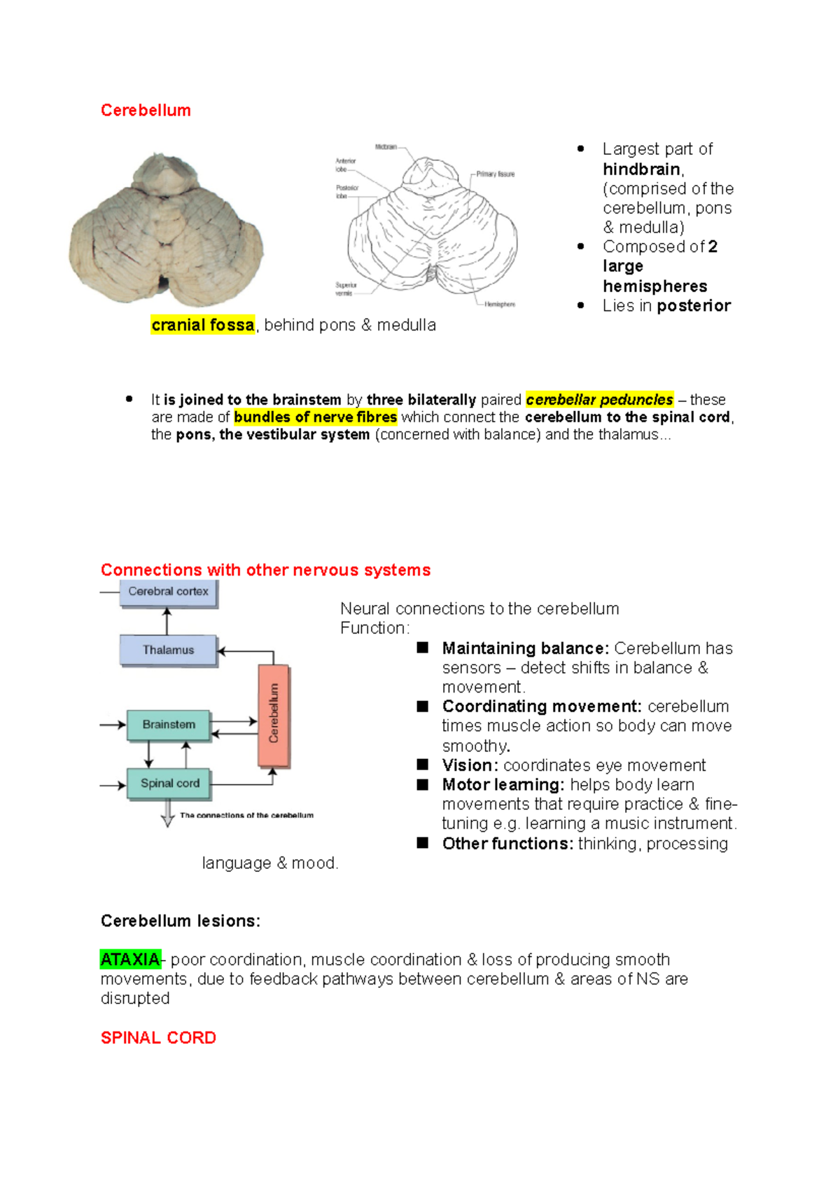 Cerebellum - Anatomy notes - Cerebellum Largest part of hindbrain ...