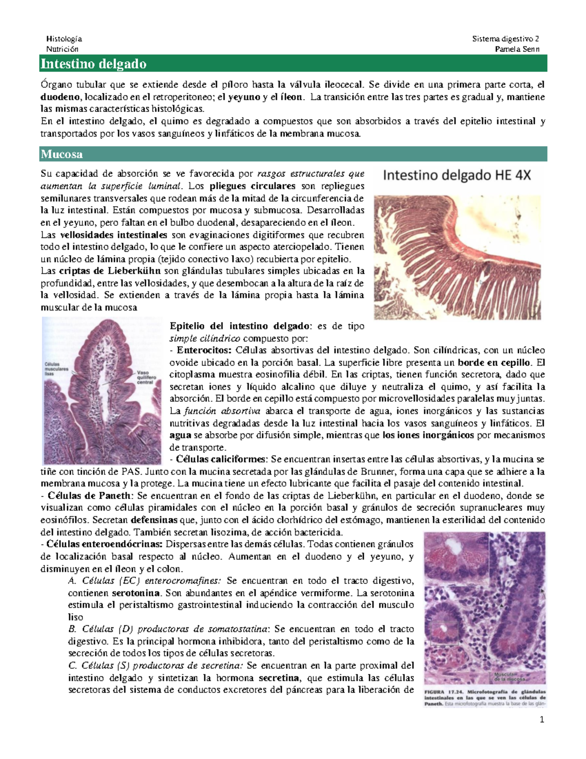 Sistema Digestivo 2 - nutricion cyd - Nutrición Pamela Senn Intestino ...