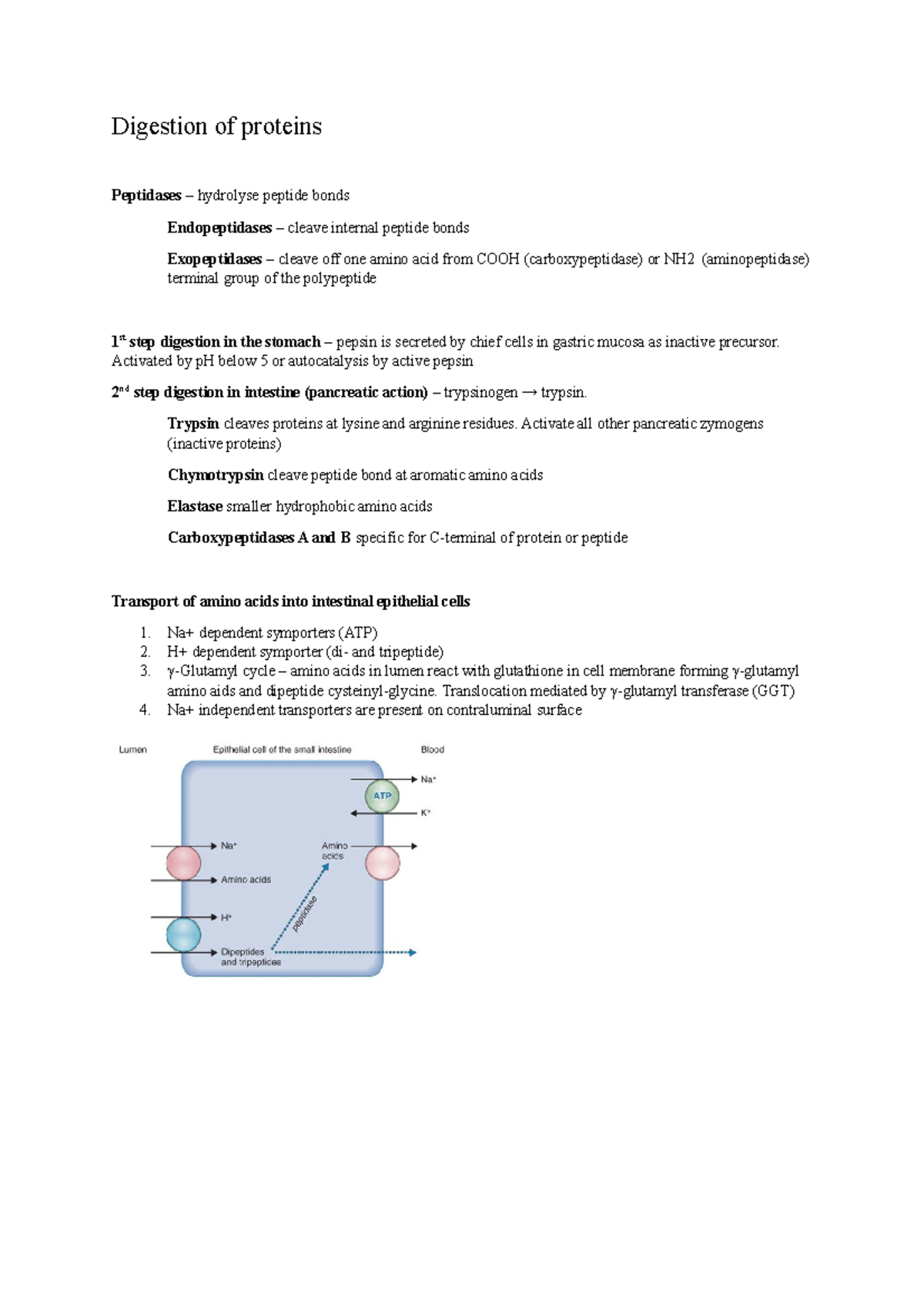 6 Digestion Proteins - notes and summary from lectures and seminars ...