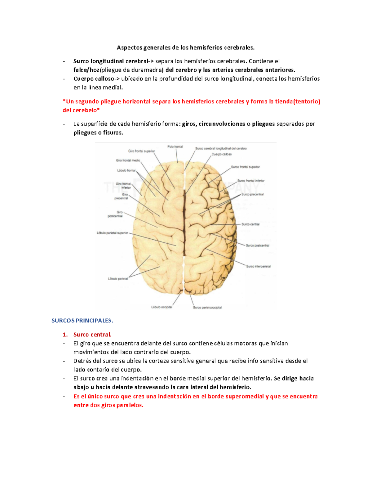 Aspectos generales de los hemisferios cerebrales - Surco longitudinal ...