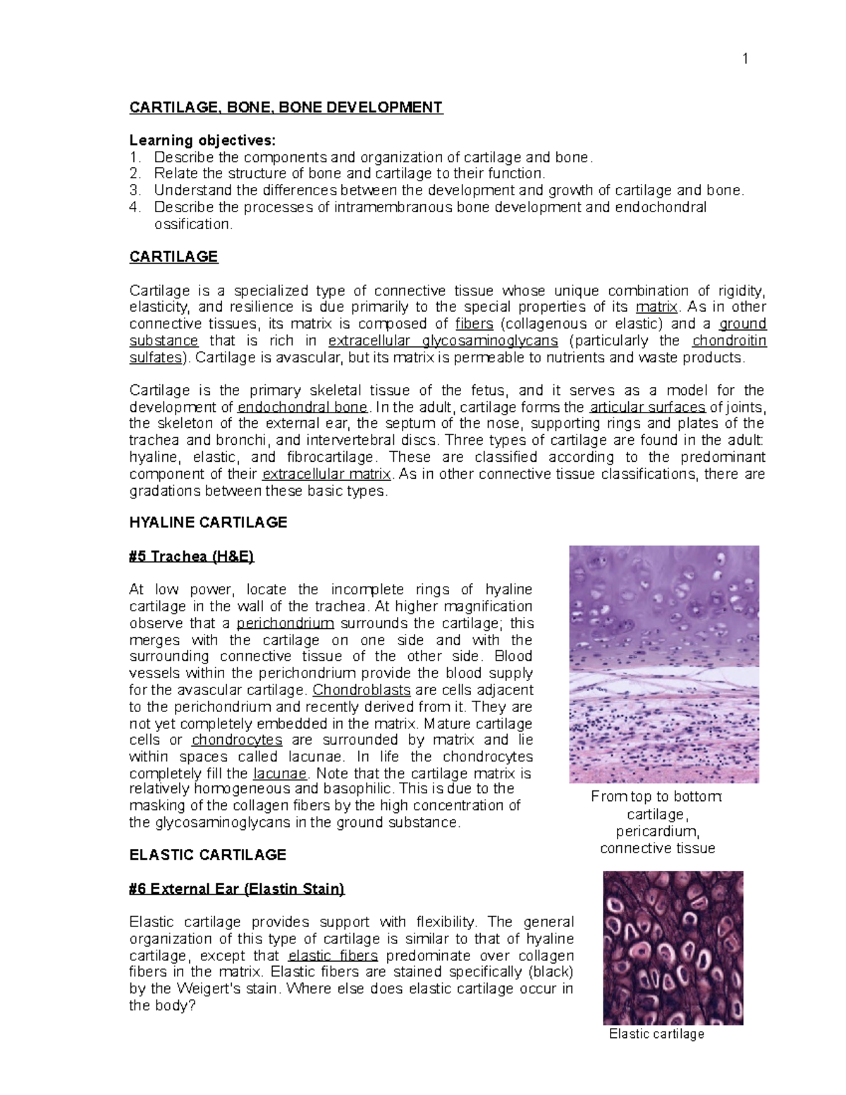 Cartillage and bones - For biology students - CARTILAGE, BONE, BONE ...