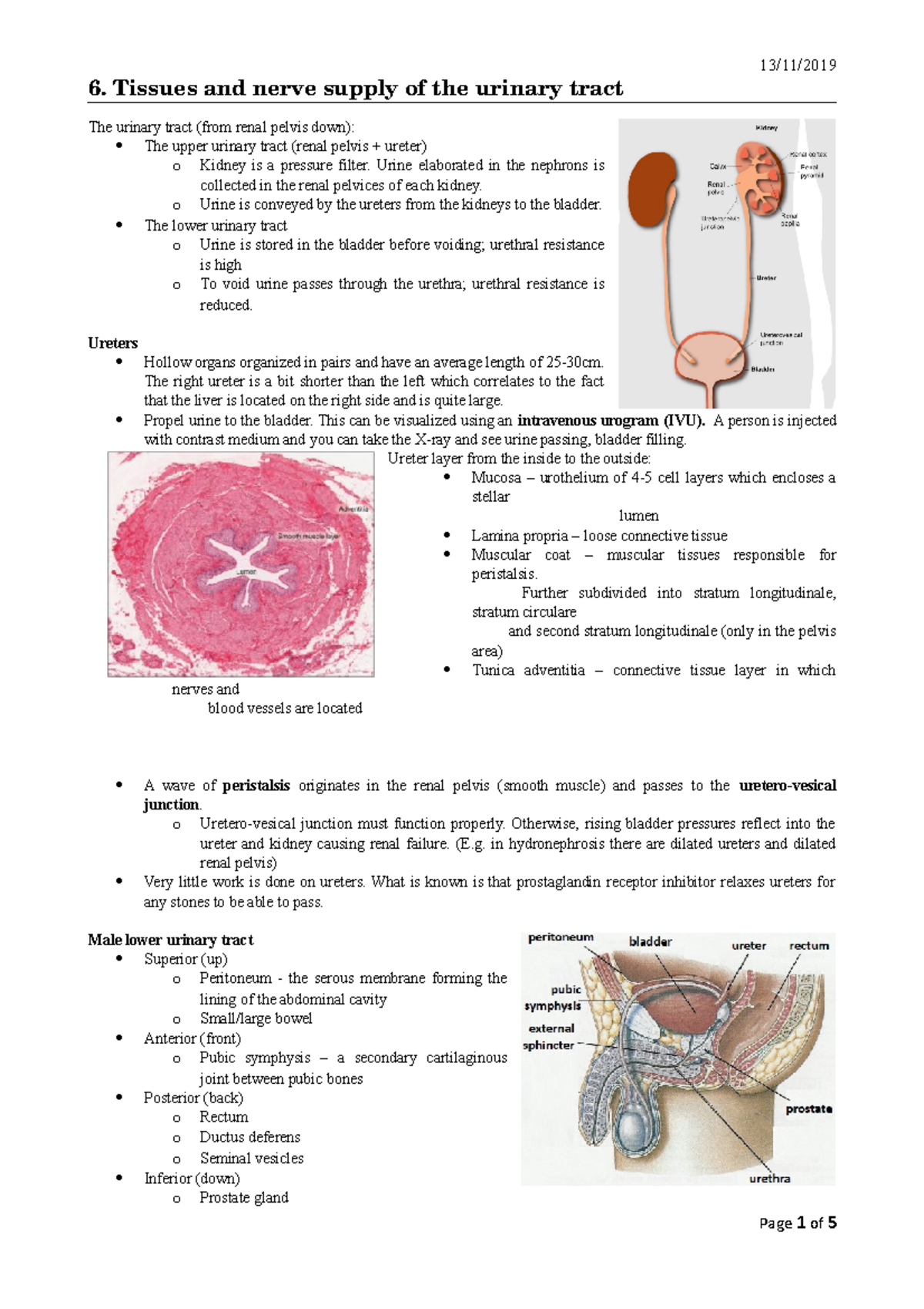 6. Tissues and nerves of the urinary tract - 6. Tissues and nerve ...