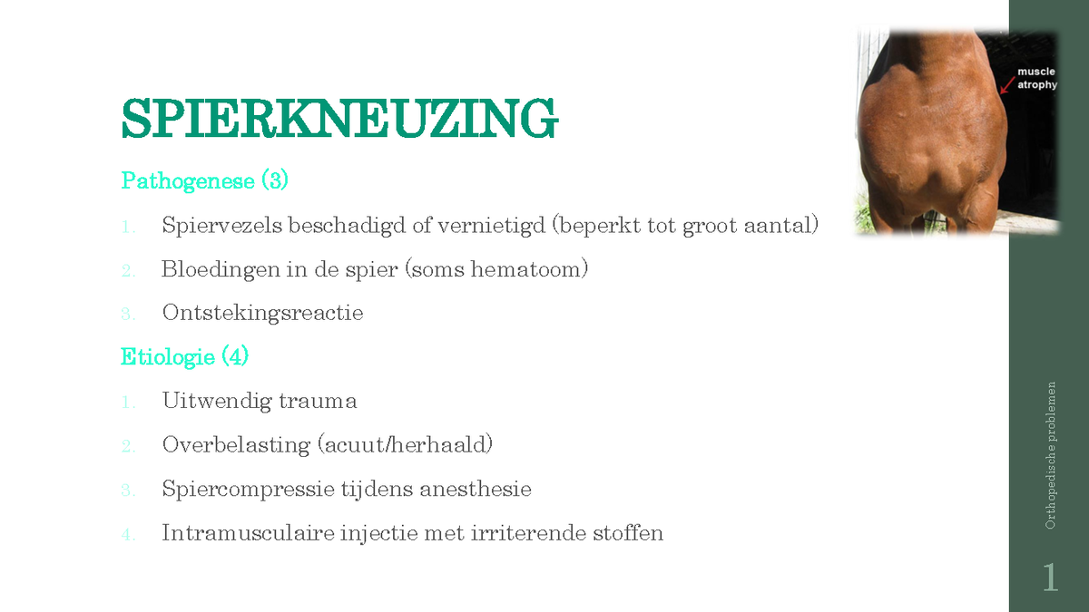Samenvatting - Orthopedische problemen - SPIERKNEUZING Pathogenese ( 3 ...