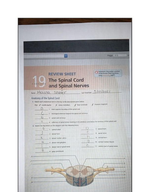 Chapter 17 review sheet Human Anatomy and Physiology - BIOL 243 - Studocu