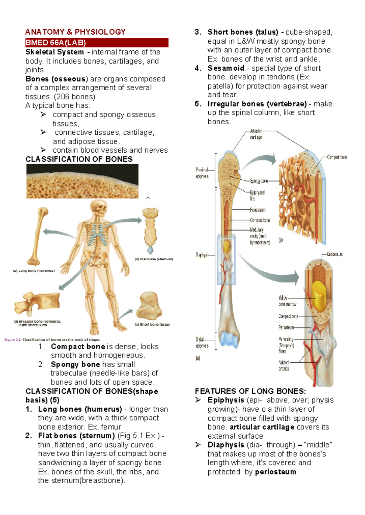 CHAP 5 Skeletal System - ANATOMY & PHYSIOLOGY BMED 66A(LAB) Skeletal ...