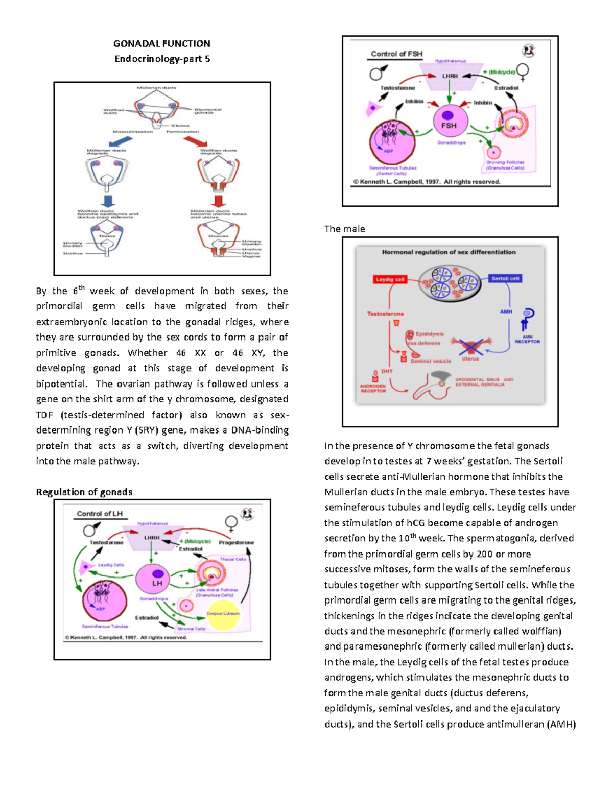 Lesson 6.5 gonadal function-endocrinology-lms - GONADAL FUNCTION ...